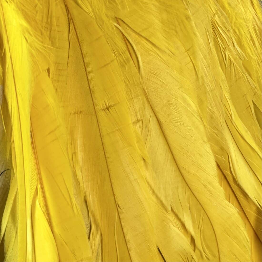 Dyed Coque Rooster Tail Feather Bundle | Shine Trim